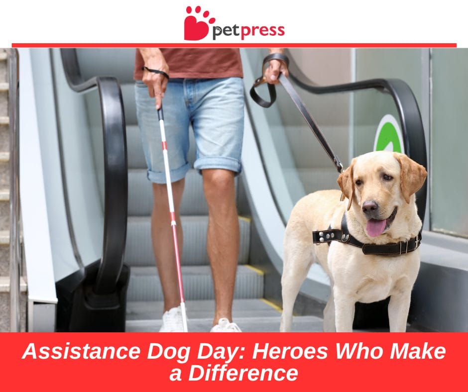 Assistance Dog Day: Heroes Who Make a Difference - PetPress