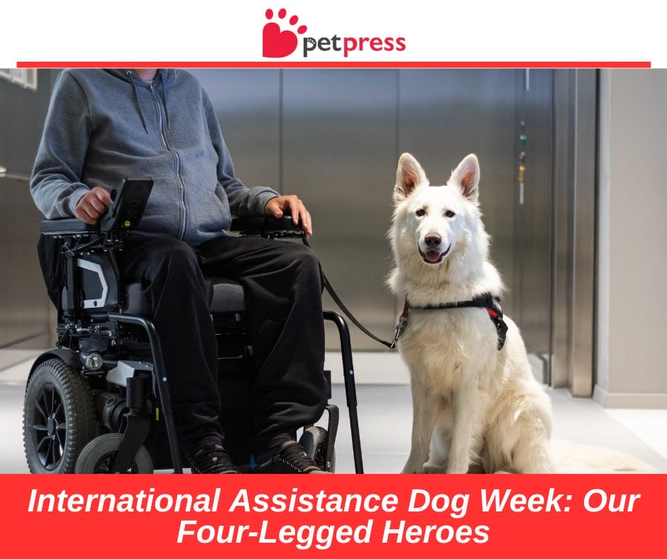 International Assistance Dog Week: Our Four-Legged Heroes - PetPress