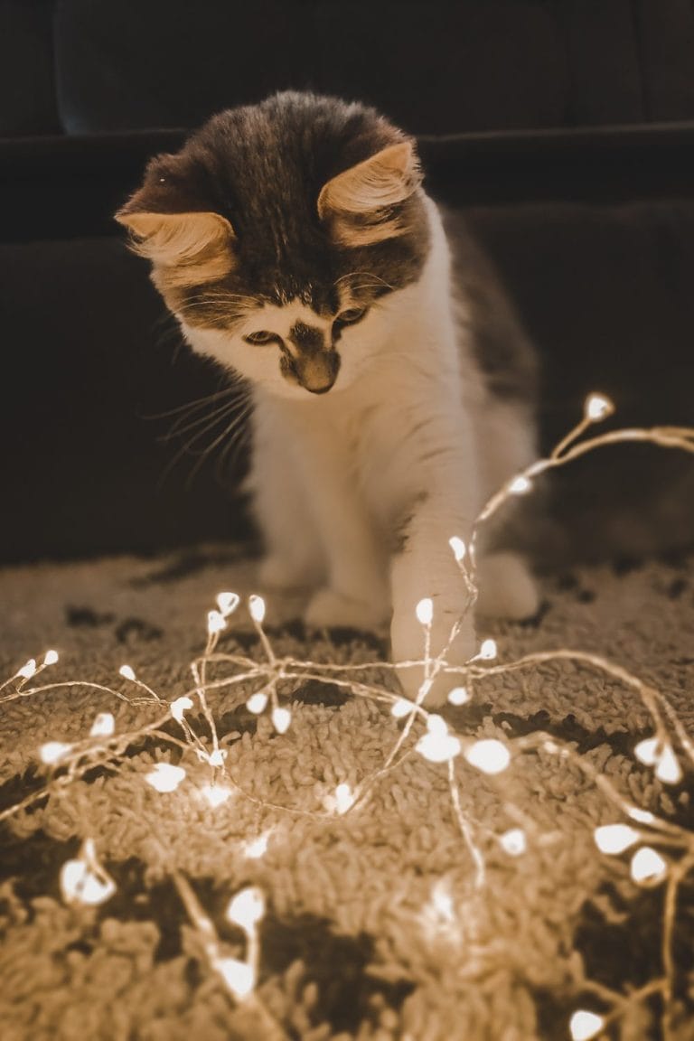 National Cat Day: Purr-fect Ways to Spoil Your Furry Companion - PetPress