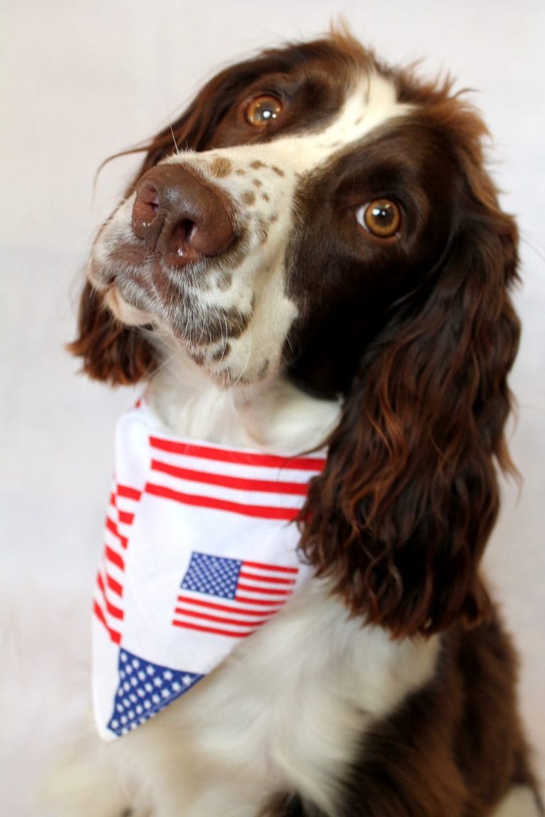 Cultural Attitudes Towards Pets: How the World Feels? – PetPress