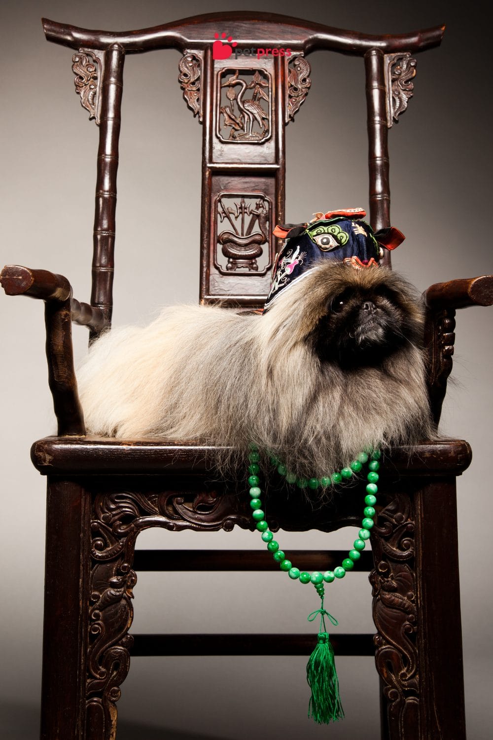 Cultural Attitudes Towards Pets: How the World Feels? - PetPress