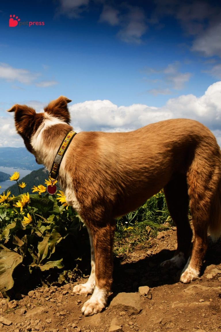 The Ultimate Guide to Dog-Friendly Labor Day Fun - PetPress