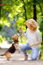 Easy Tips to Manage Pet Behavior Without Scolding - PetPress
