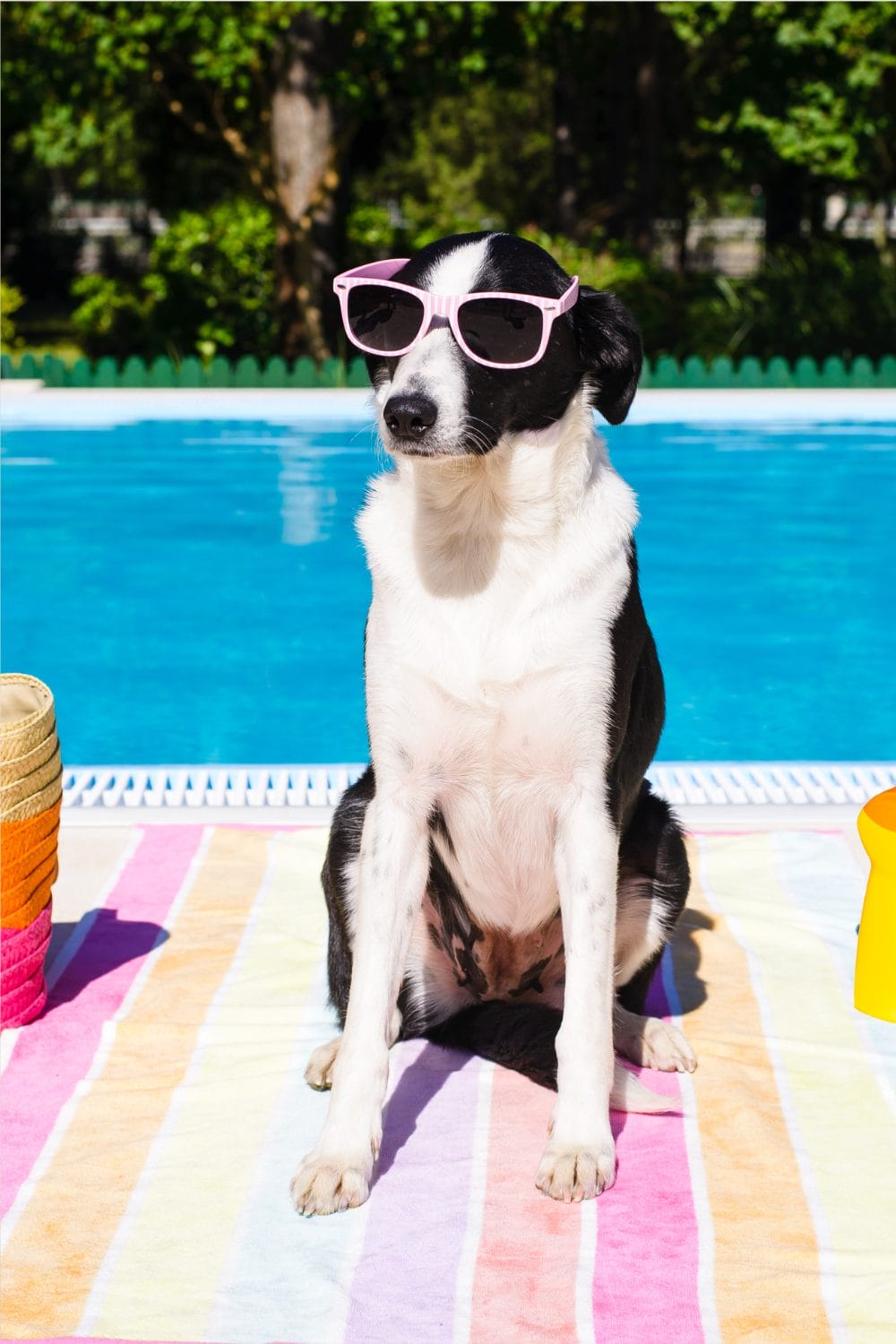 Beat the Heat: Essential Pets for Summer Heat Handbook - PetPress