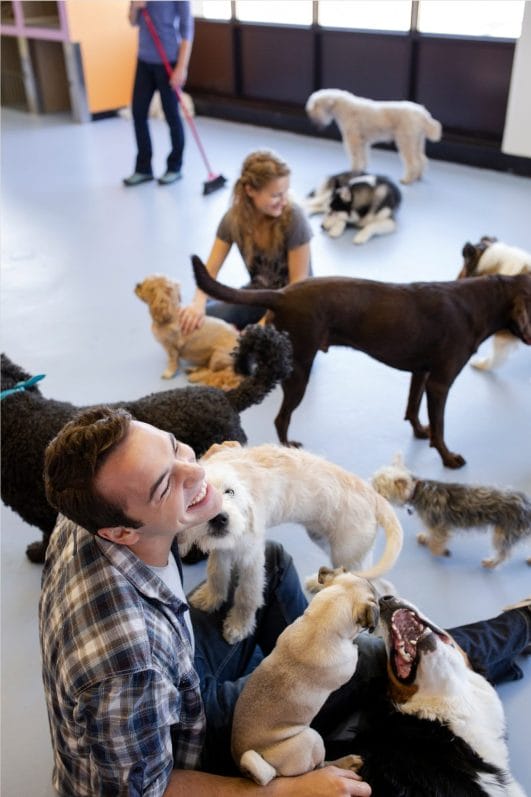 How to Organize a Pet-Friendly Events After the Pandemic - PetPress
