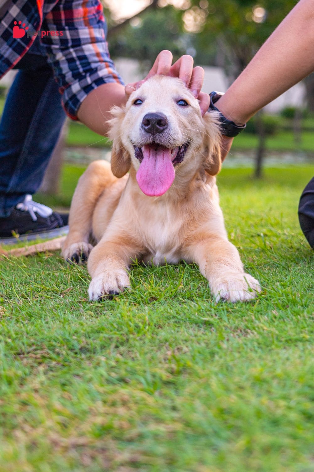 How to Organize a Pet-Friendly Events After the Pandemic - PetPress