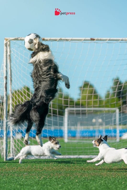 How to Organize a Pet-Friendly Events After the Pandemic - PetPress