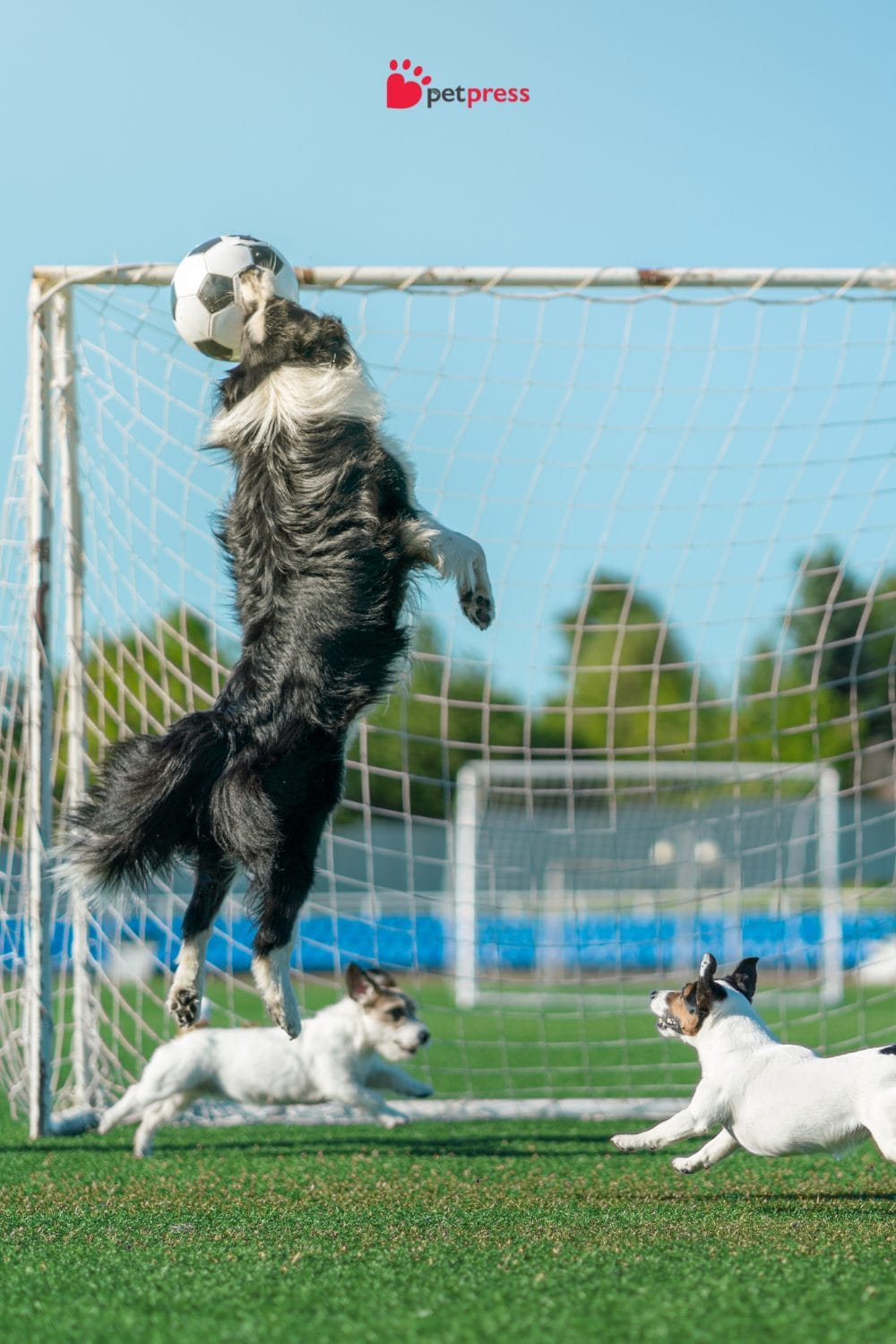 How to Organize a Pet-Friendly Events After the Pandemic - PetPress