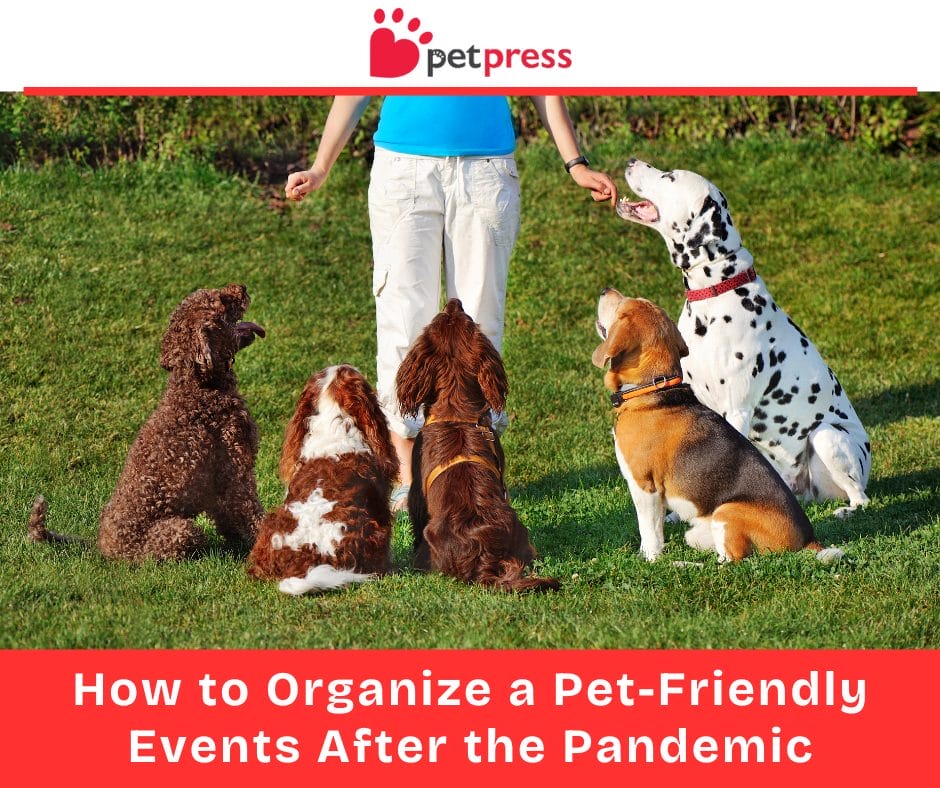 How to Organize a Pet-Friendly Events After the Pandemic - PetPress