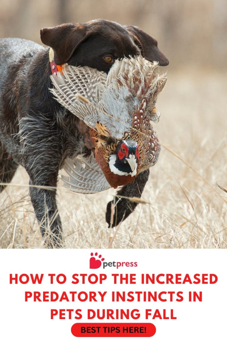 How to Stop the Increased Predatory Instincts in Pets During Fall ...