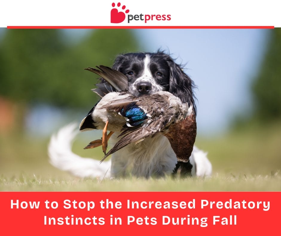 How to Stop the Increased Predatory Instincts in Pets During Fall ...