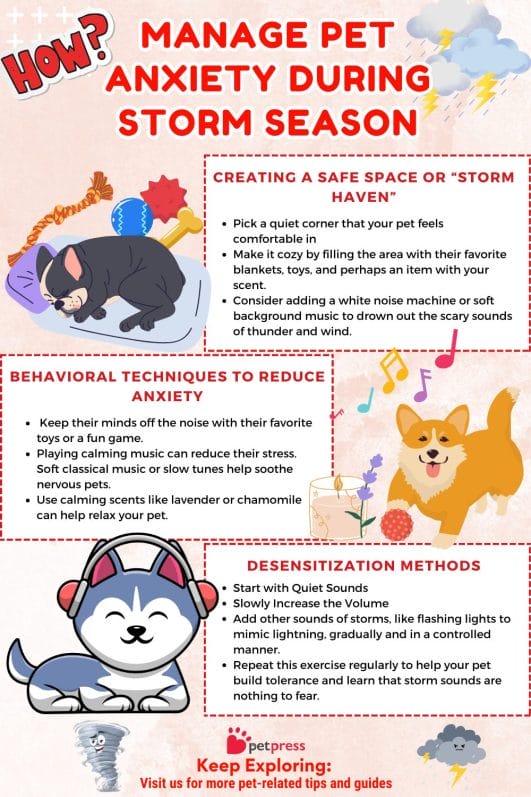 Managing Pet Anxiety During Storm Season: A Guide to Owners - PetPress