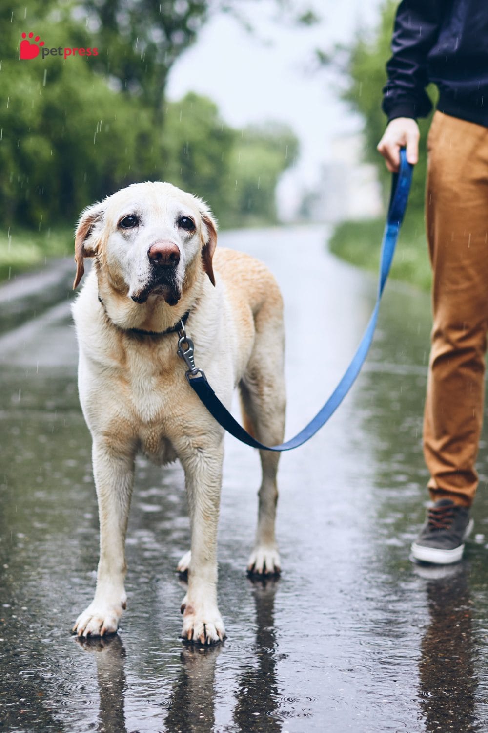 Managing Pet Anxiety During Storm Season: A Guide to Owners - PetPress