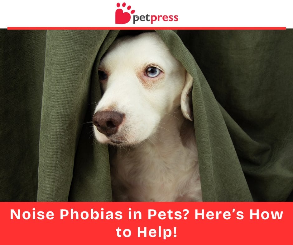 Noise Phobias in Pets? Here’s How to Help! - PetPress