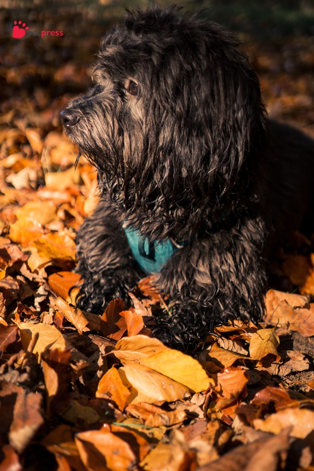 Pet Care Routines to Start This Fall: Make It Eco-Friendly - PetPress