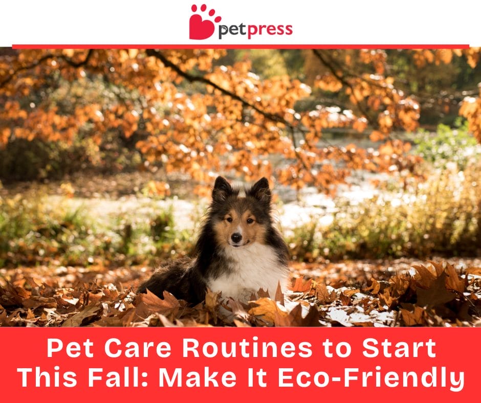 Pet Care Routines to Start This Fall: Make It Eco-Friendly - PetPress