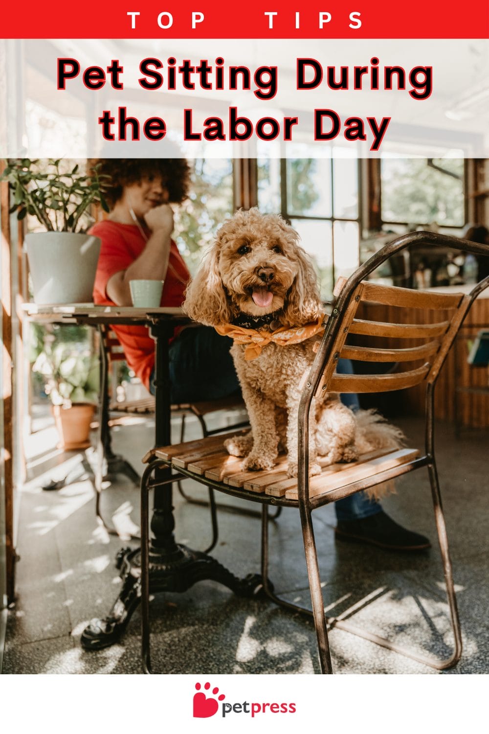 Pet Sitting During the Labor Day: Top Tips! - PetPress
