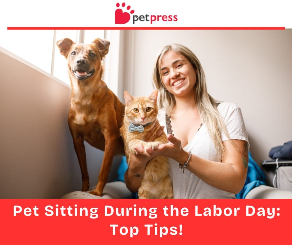 Pet Sitting During the Labor Day: Top Tips! - PetPress