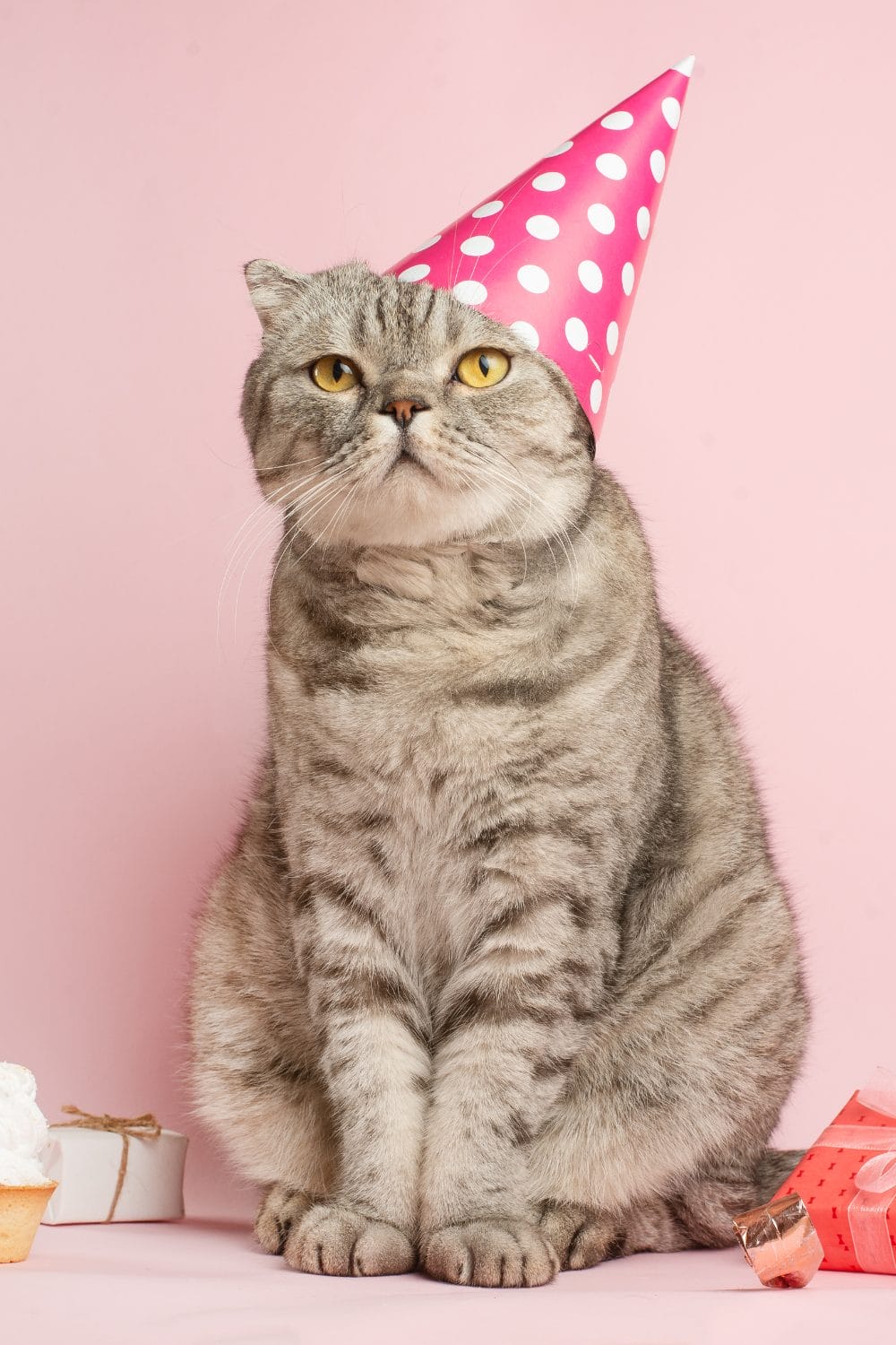 National Cat Day: Fun Ways to Pamper Your Feline Friend - PetPress