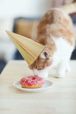 National Cat Day: Fun Ways to Pamper Your Feline Friend - PetPress