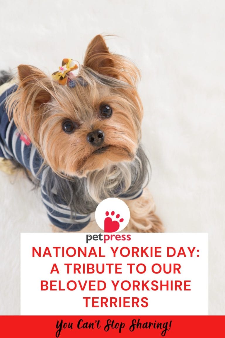 National Yorkie Day: A Tribute to Our Beloved Yorkshire Terriers - PetPress
