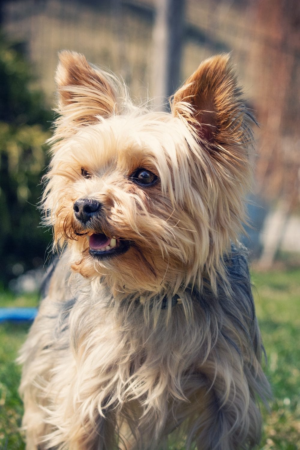 National Yorkie Day: A Tribute to Our Beloved Yorkshire Terriers - PetPress