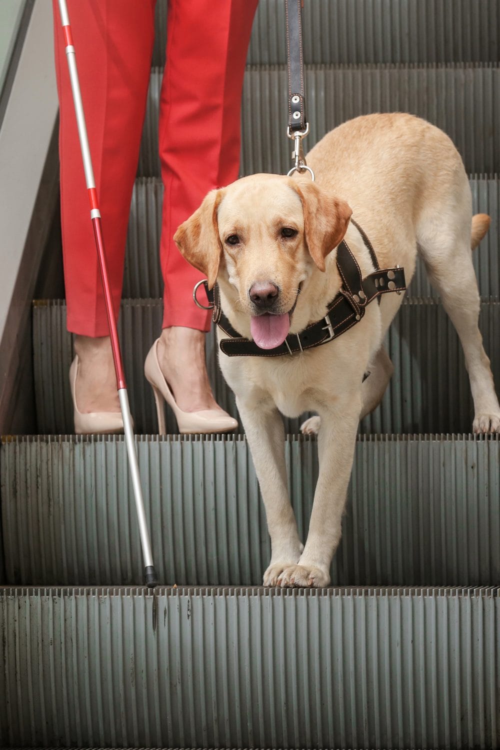 Assistance Dog Day: Heroes Who Make a Difference - PetPress