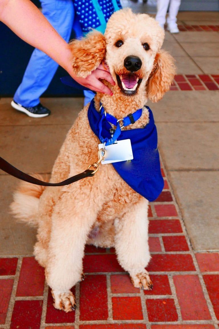 Assistance Dog Day: Heroes Who Make a Difference - PetPress