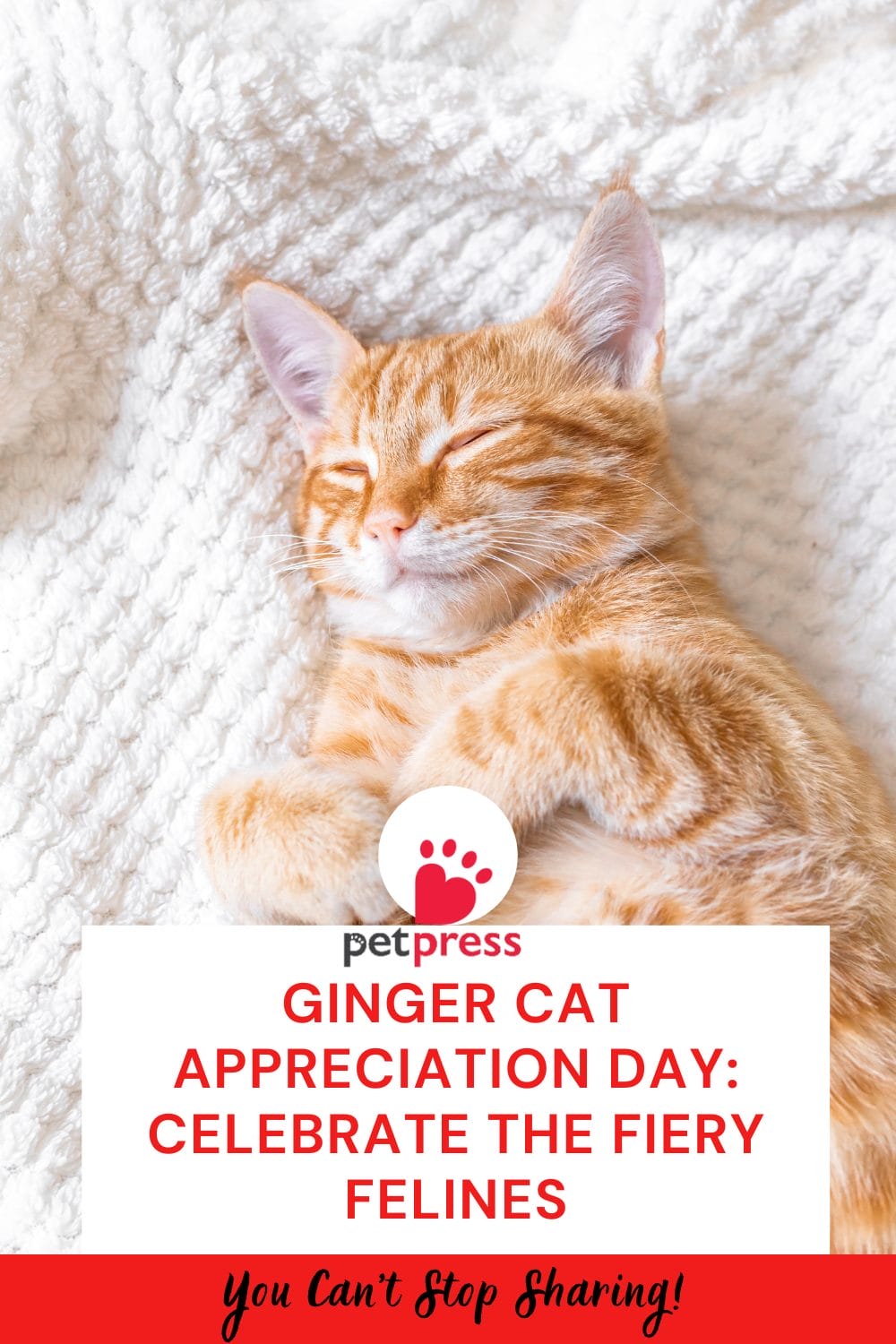Ginger Cat Appreciation Day: Celebrate the Fiery Felines - PetPress