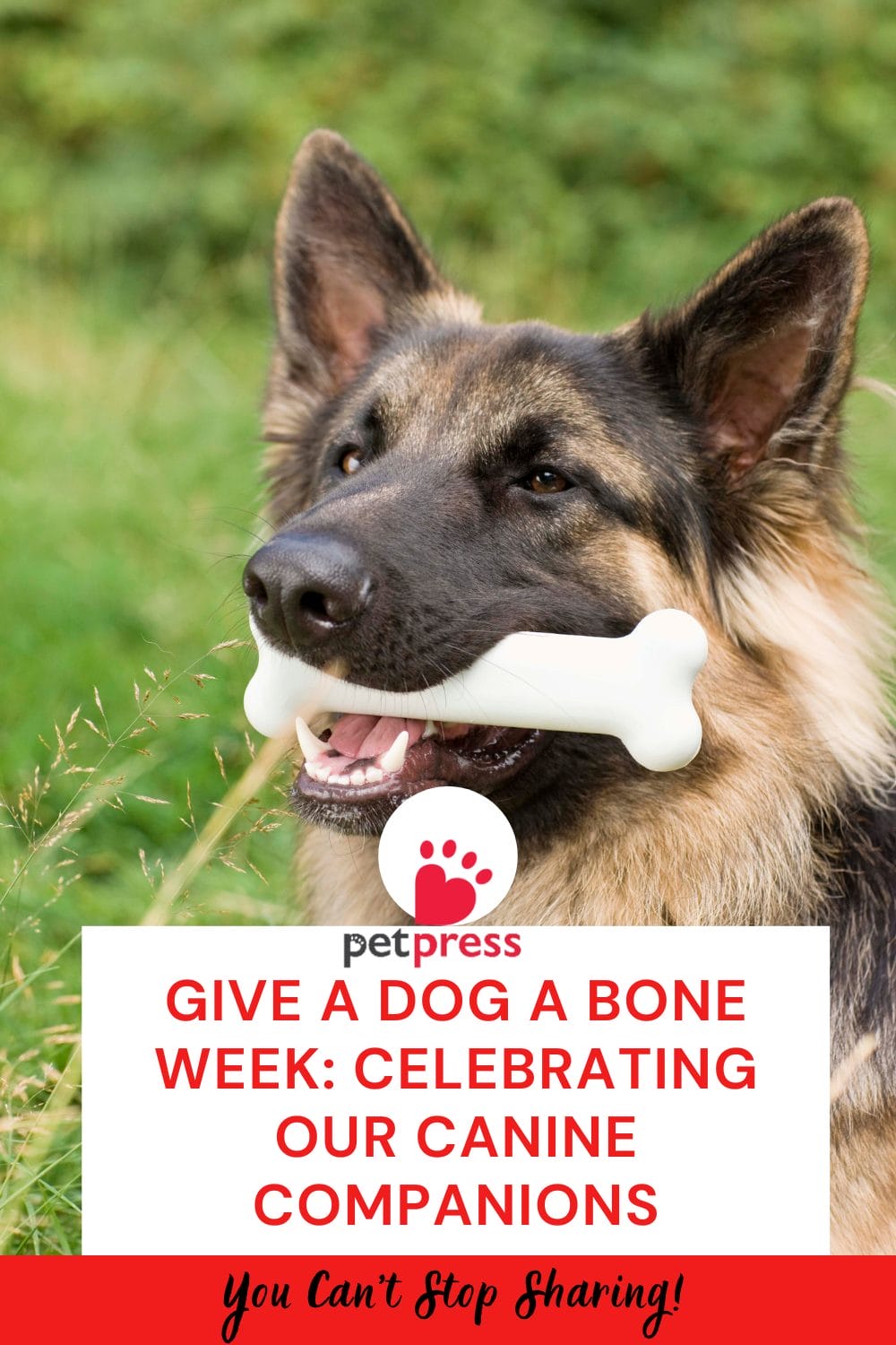 Give a Dog a Bone Week: Celebrating Our Canine Companions - PetPress