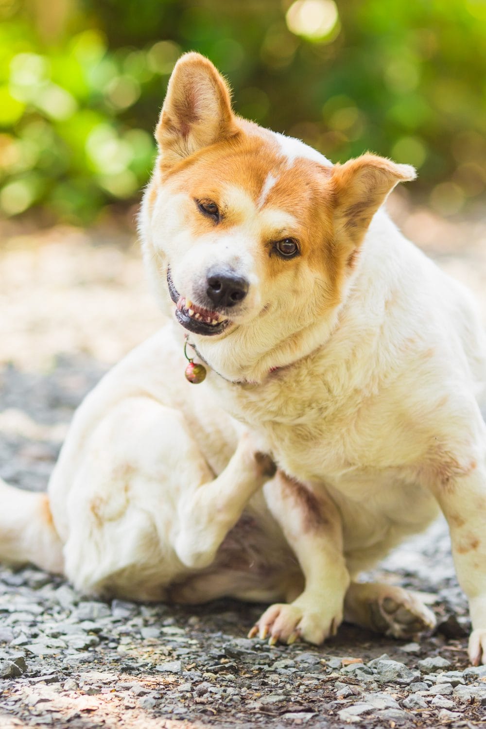 Itchy Pet Awareness Month: Caring for Your Itchy Pet - PetPress