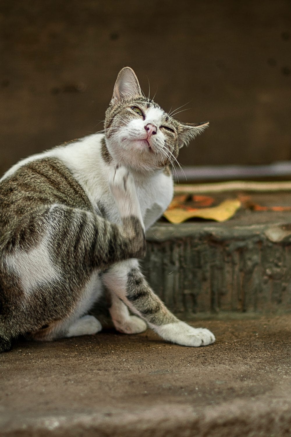 Itchy Pet Awareness Month: Caring for Your Itchy Pet - PetPress