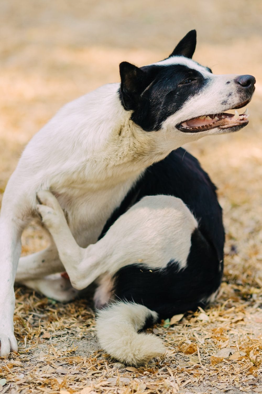 Itchy Pet Awareness Month: Caring for Your Itchy Pet - PetPress