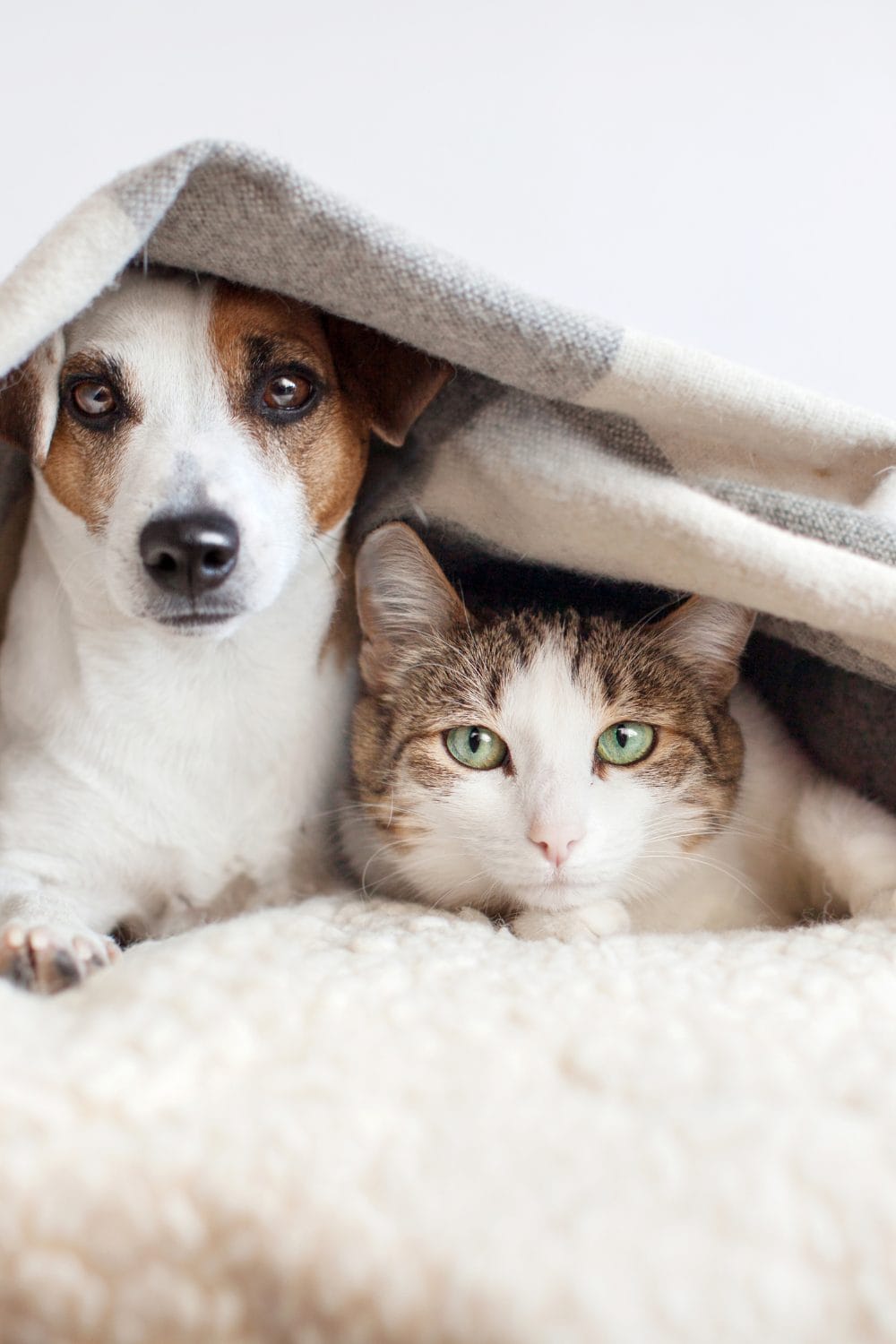 International Homeless Animals’ Day: How to Celebrate It - PetPress