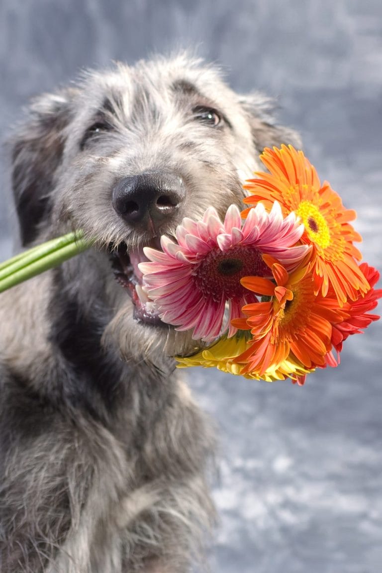 National Dog Month: Celebrating Our Furry Friends in August - PetPress