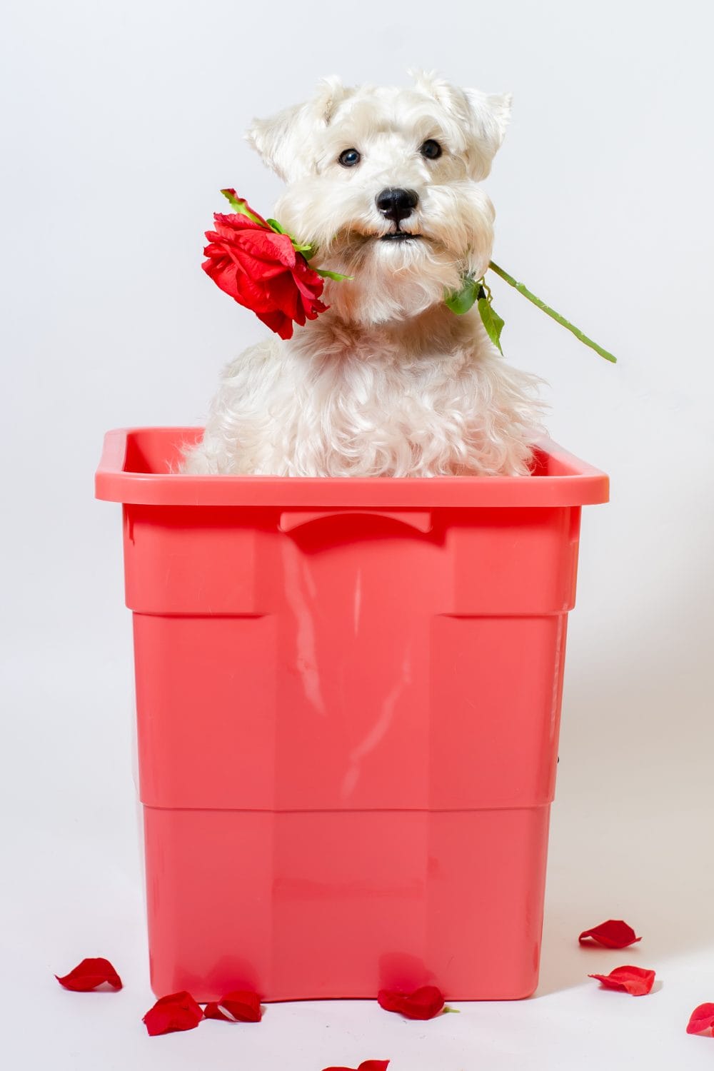 National Dog Day: Honoring Our Loyal Companions - PetPress