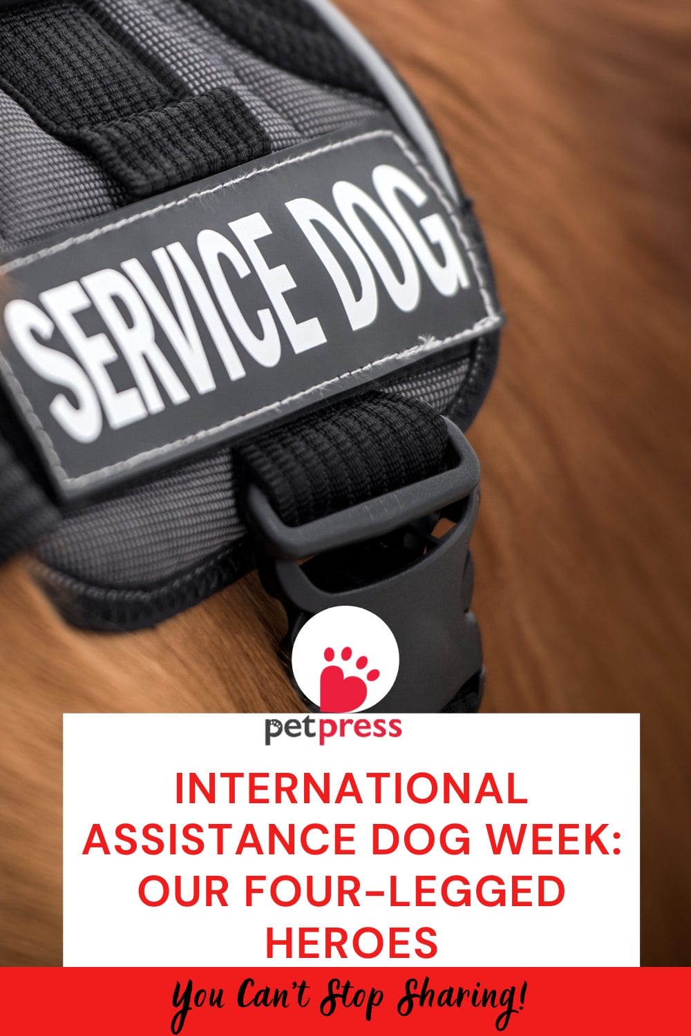 International Assistance Dog Week: Our Four-Legged Heroes - PetPress