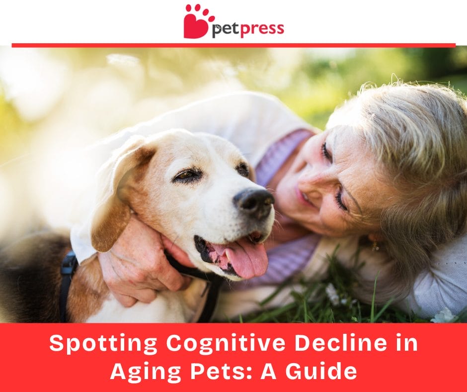 Spotting Cognitive Decline in Aging Pets: A Guide - PetPress