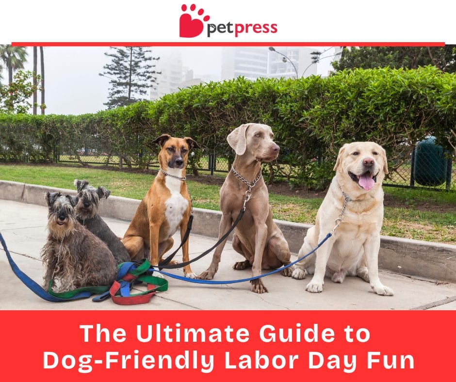 The Ultimate Guide to Dog-Friendly Labor Day Fun - PetPress