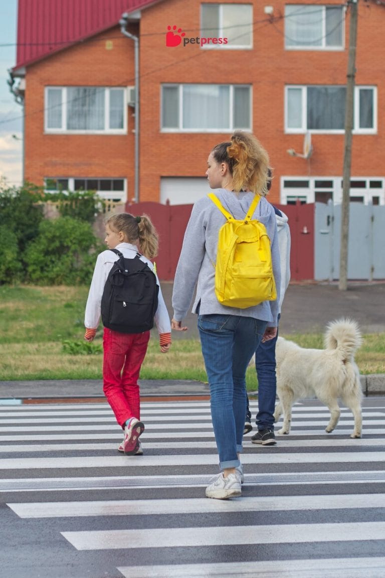Safe Walks: 5 Tips for Walking Your Dog During School Drop-Offs - PetPress