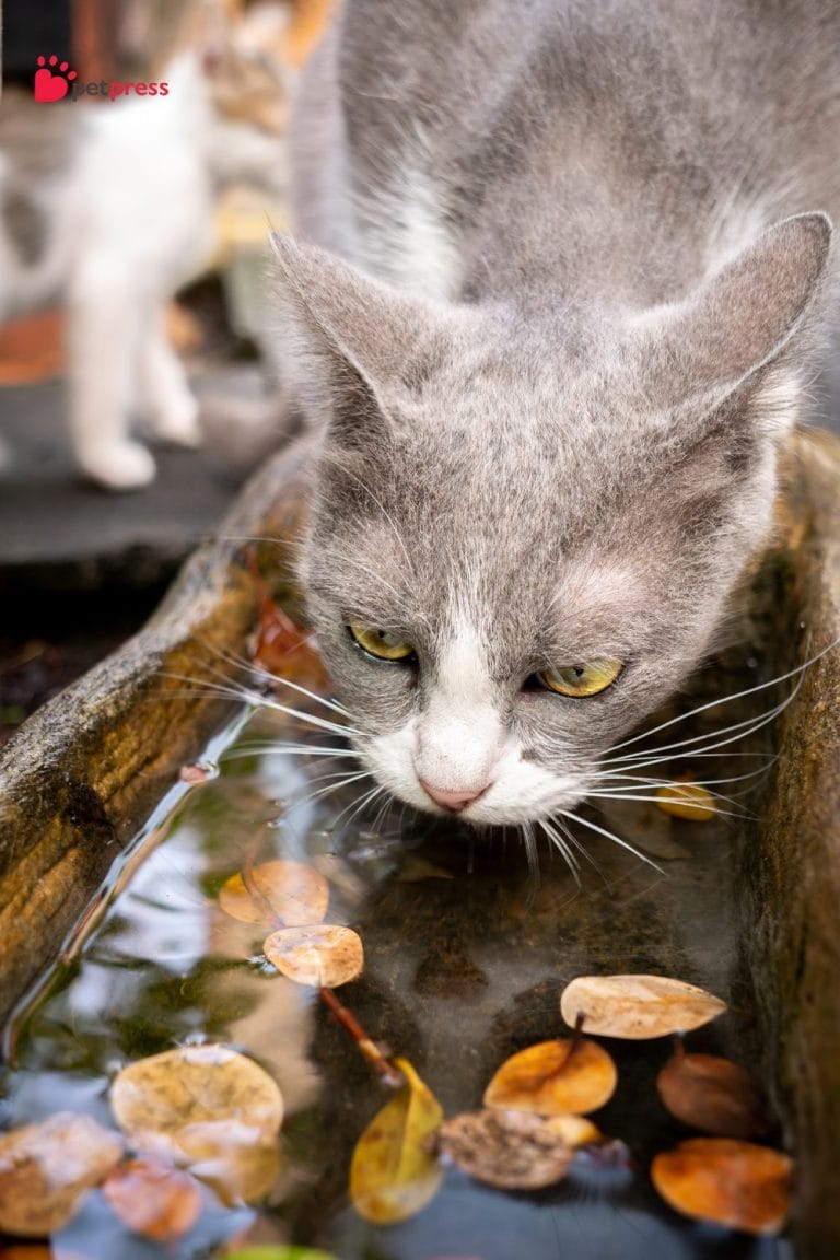Why Pets Need More Water in Cool Weather - PetPress