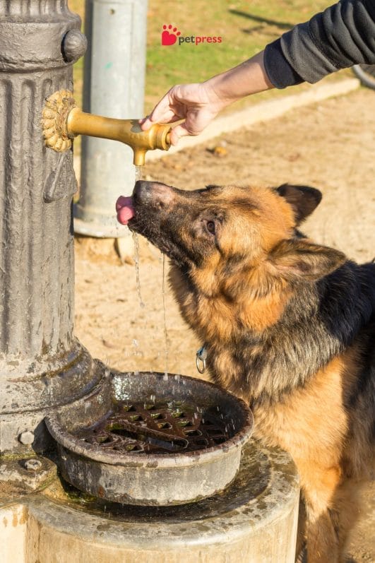 Why Pets Need More Water in Cool Weather - PetPress