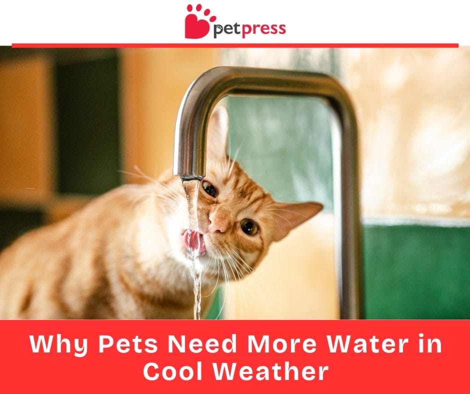 Why Pets Need More Water in Cool Weather - PetPress
