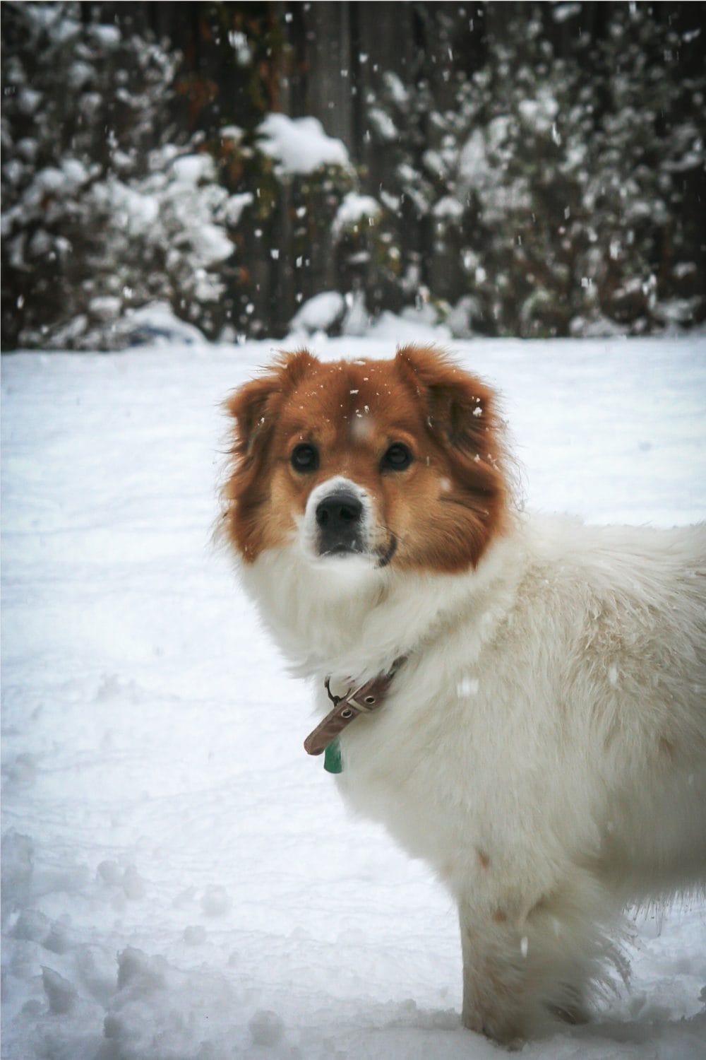 Winter Hazards for Pets: Top Dangers Revealed - PetPress