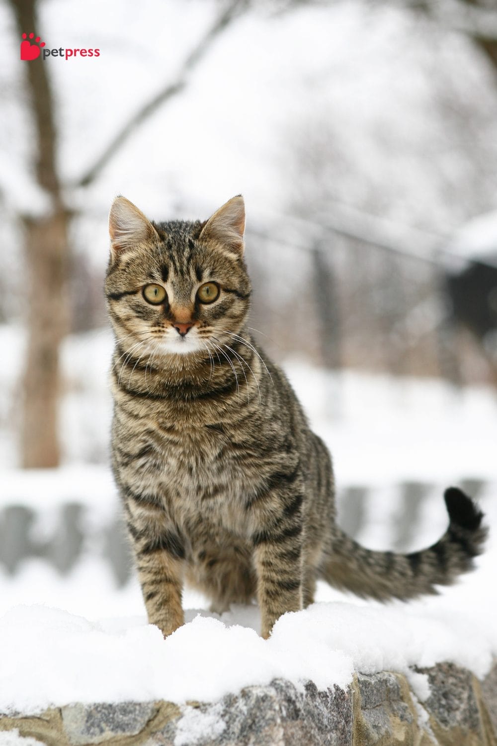Winter Hazards for Pets: Top Dangers Revealed - PetPress