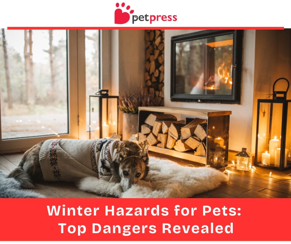 Winter Hazards for Pets: Top Dangers Revealed - PetPress