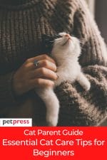 Cat Parent Guide: Essential Cat Care Tips for Beginners