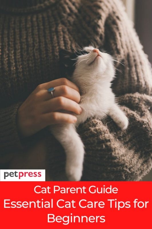 Cat Parent Guide: Essential Cat Care Tips for Beginners