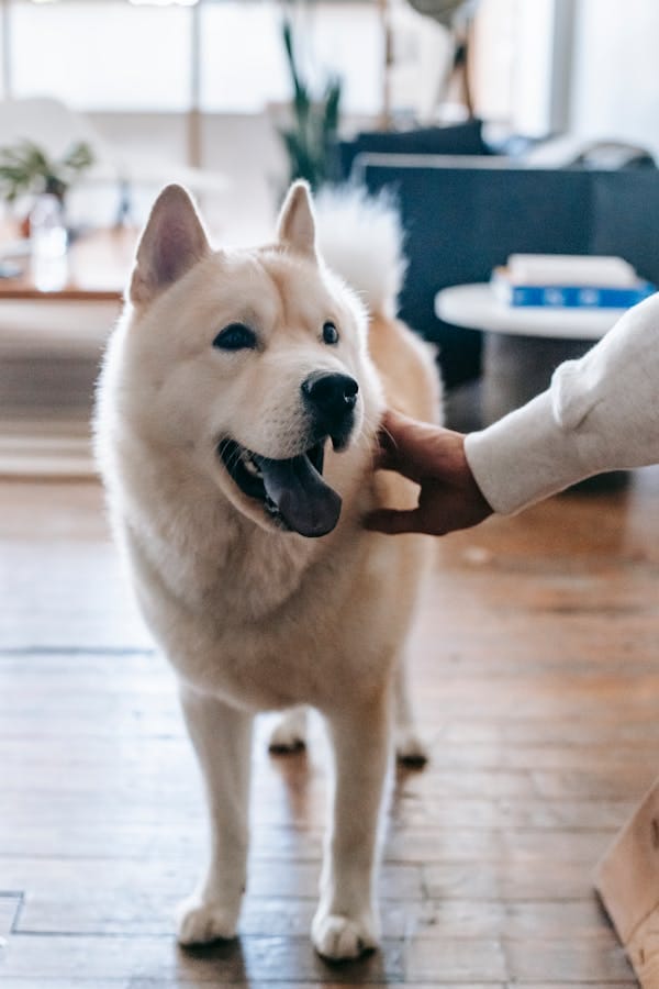 A Comprehensive Guide: Tips on How to Care For a Deaf Dog