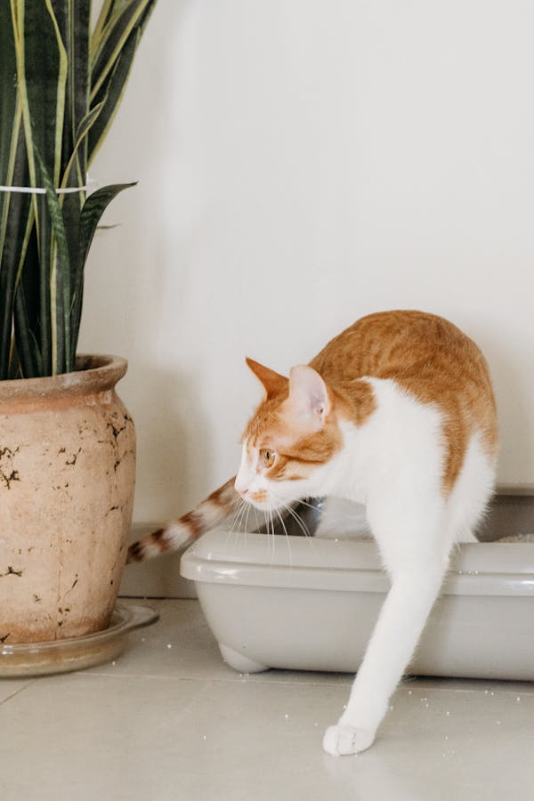 Safe and Effective: Home Remedies for Cat Constipation
